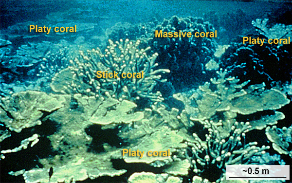 Dense coral growth of platy and stick-shaped corals on the patch reef