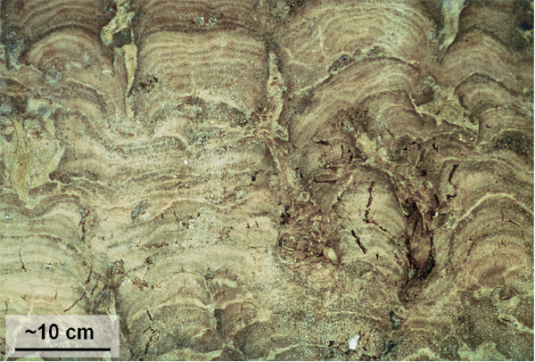 Ancient algal stromatolite bindstone