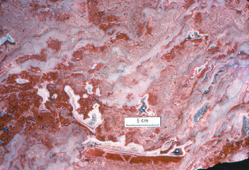 Platform-Margin Reef