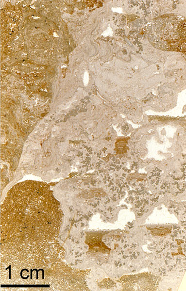 Platform-Margin Reef