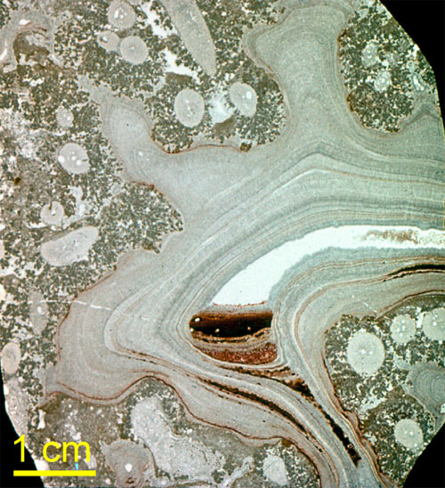 Platform-Margin Reef
