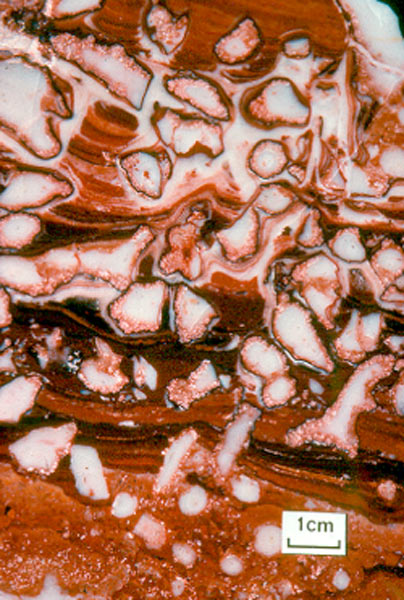 Platform-Margin Reef